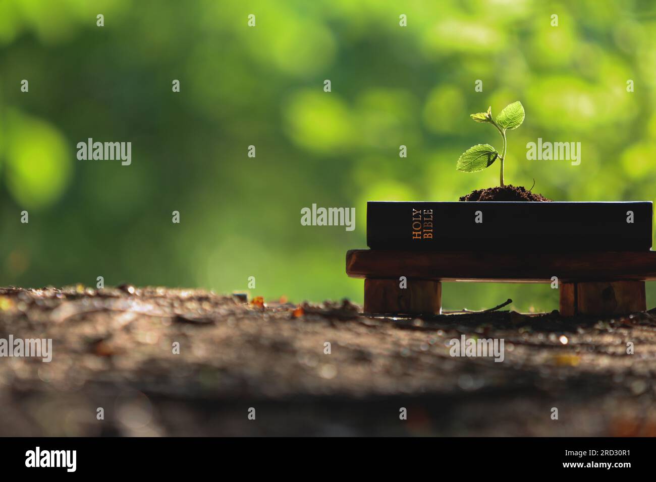 Beautiful nature concept with cool leaves and green sprouts symbolizing ...