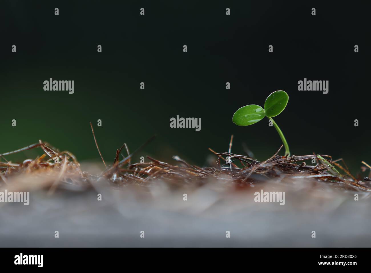Cotyledon seed germination hi-res stock photography and images - Alamy