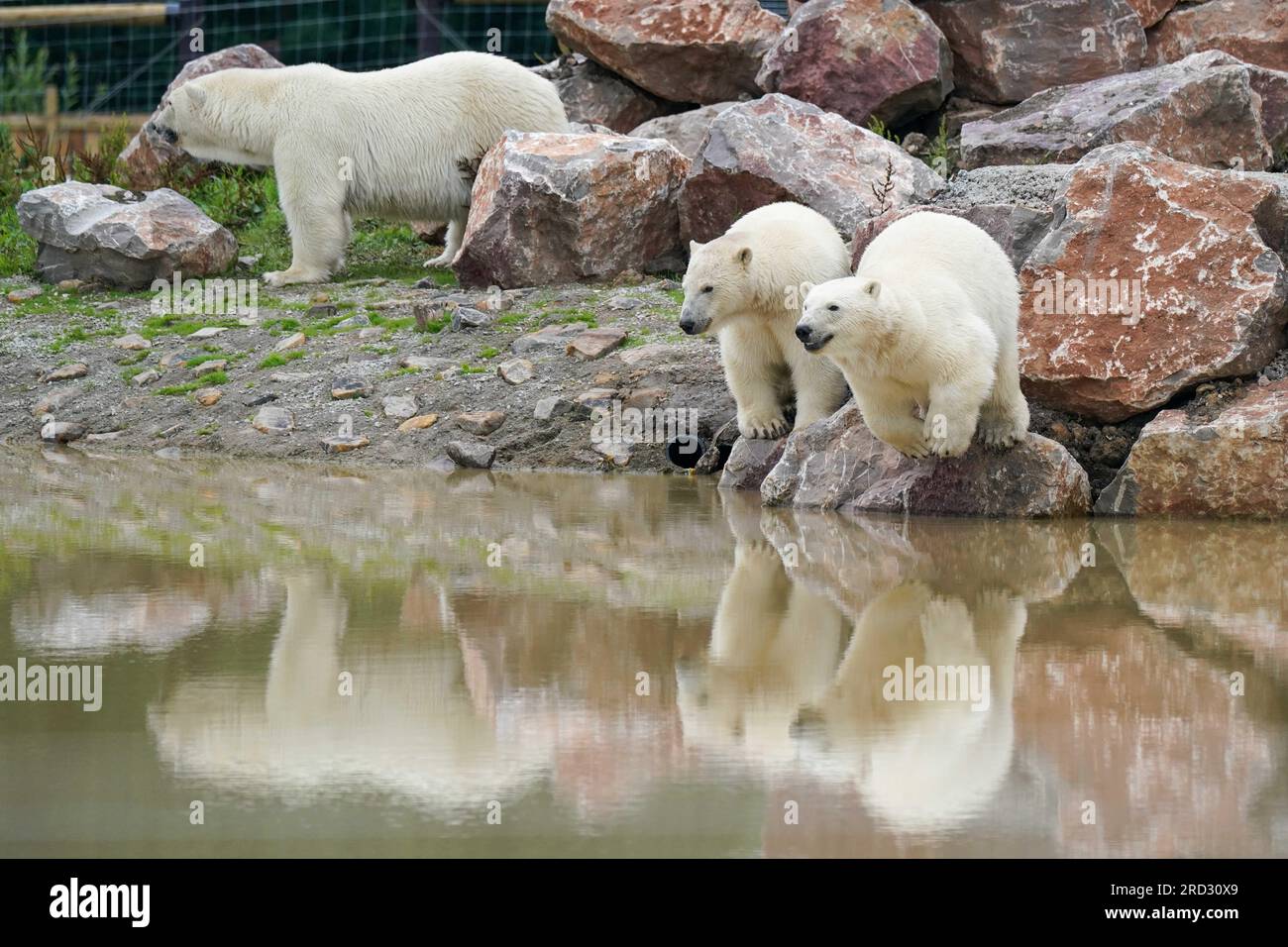 Polar bear Hope and her two cubs, Nanook and Noori, in their new ...