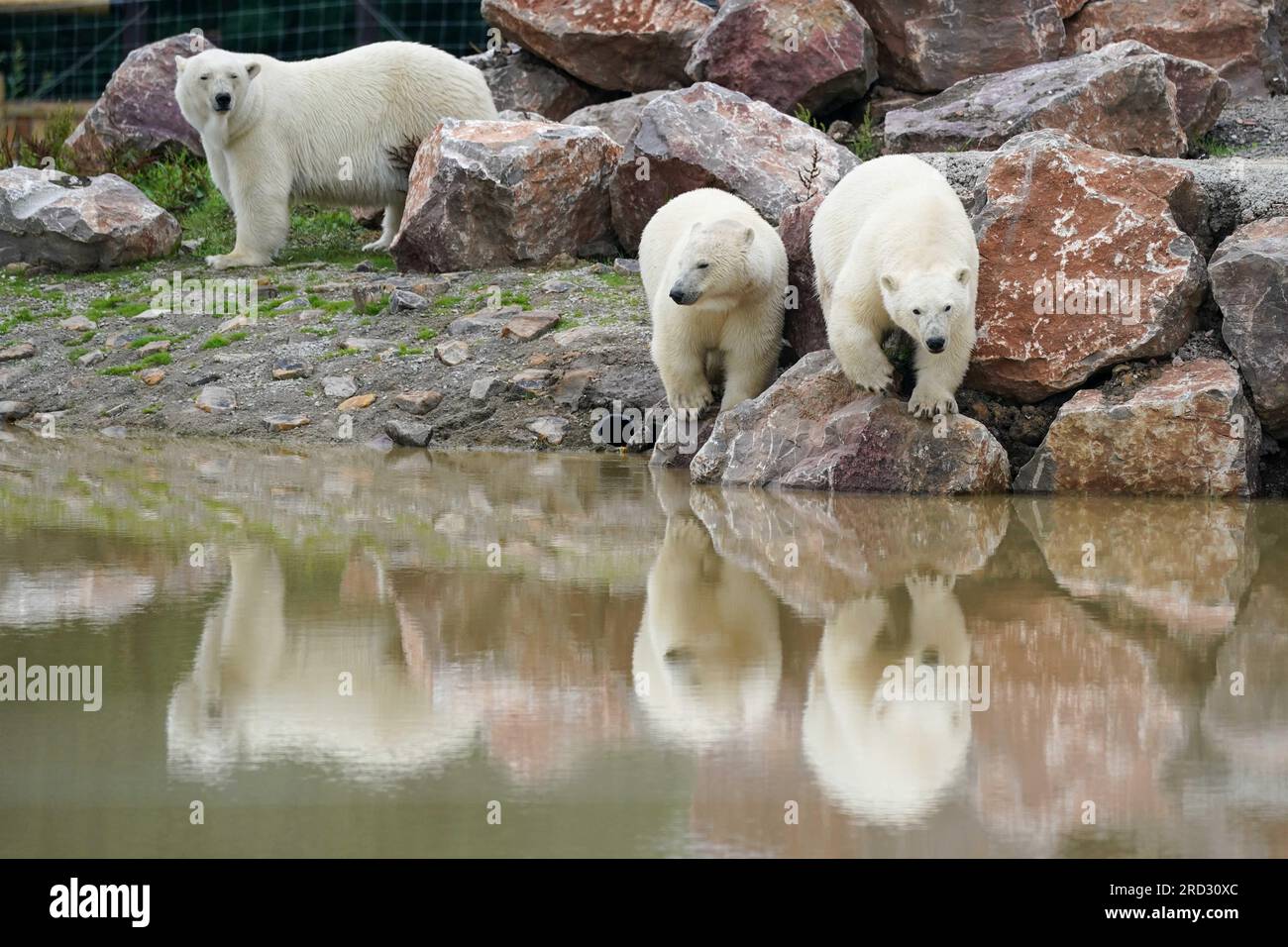 Polar Bear Hope And Her Two Cubs Nanook And Noori In Their New