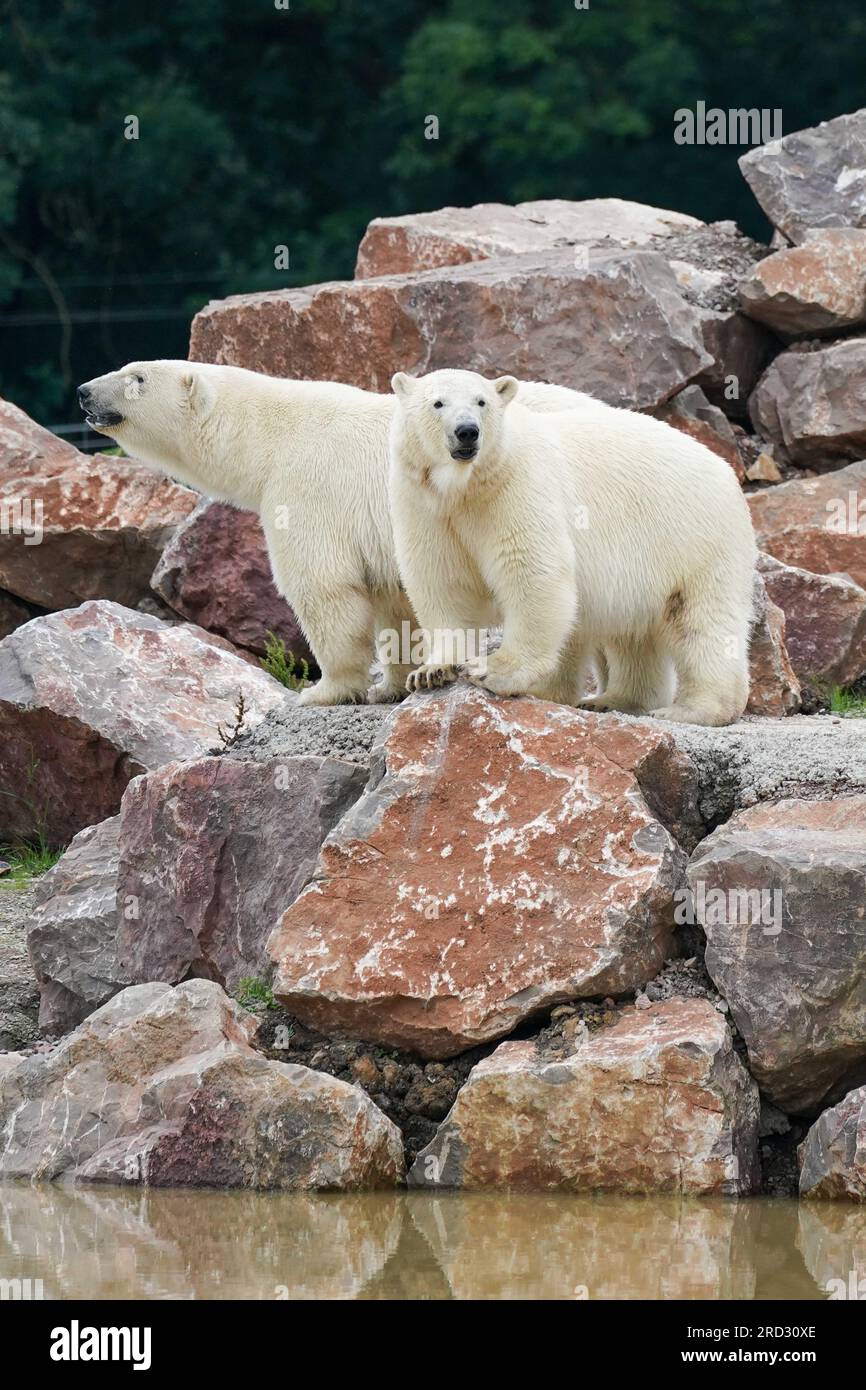 Polar Bear Hope And Her Two Cubs Nanook And Noori In Their New
