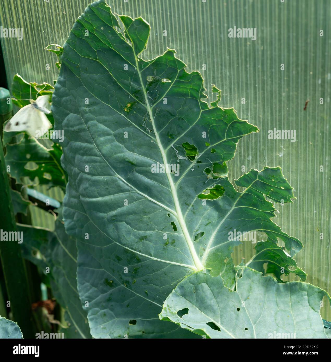 cabbage pest in the greenhouse Stock Photo - Alamy