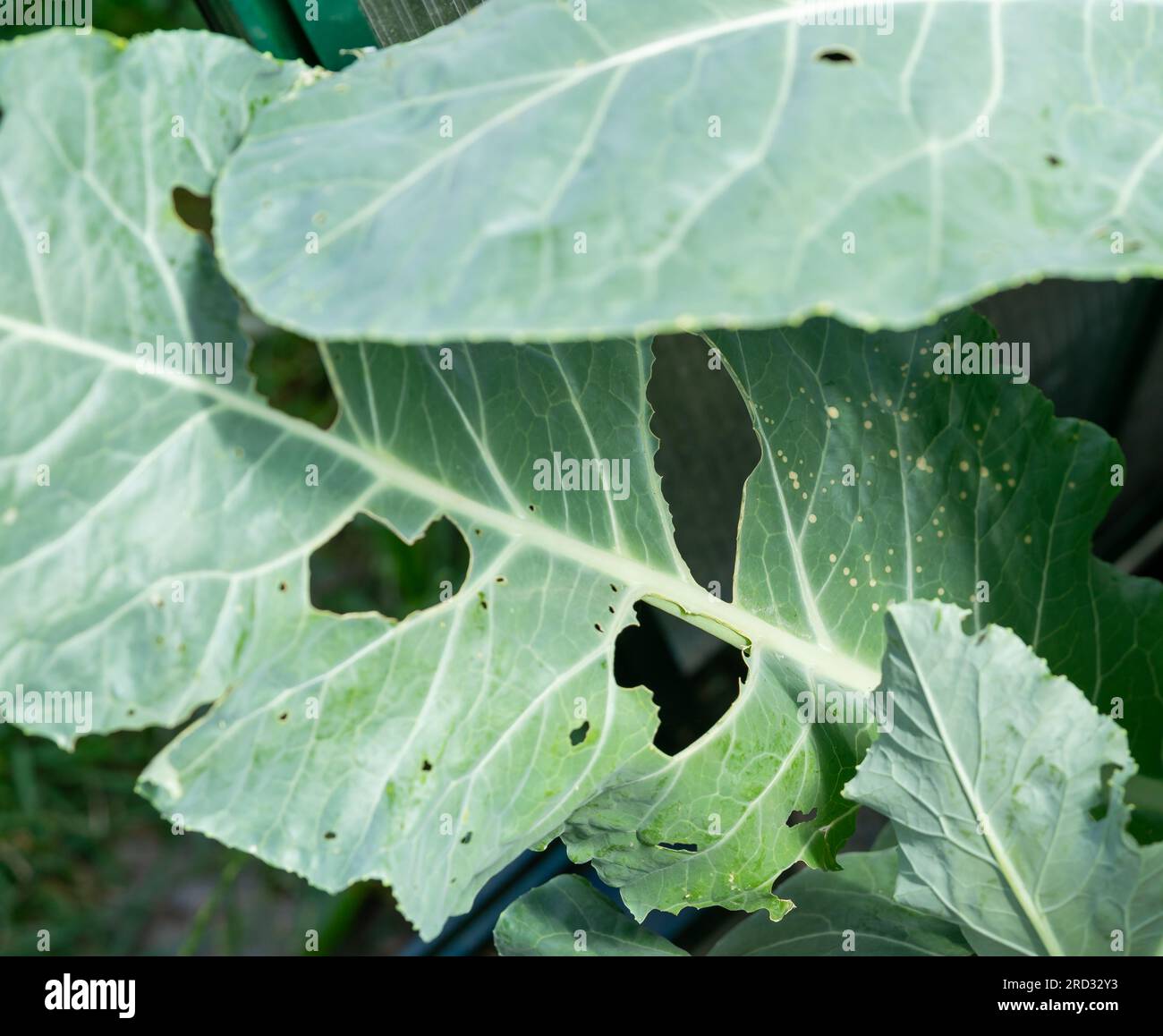 Heavy leaf damage on white cabbage 03 Stock Photo - Alamy
