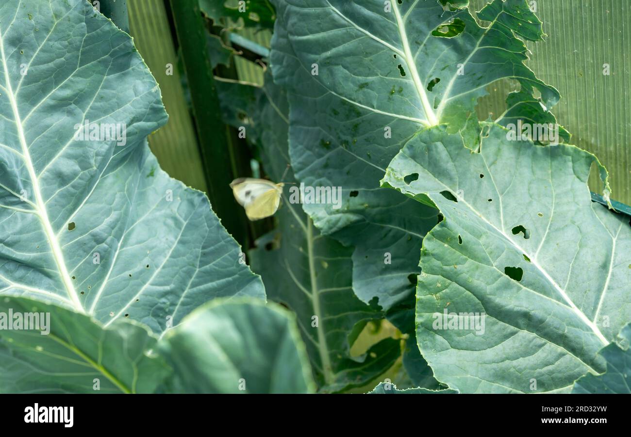 Heavy leaf damage on white cabbage 02 Stock Photo - Alamy