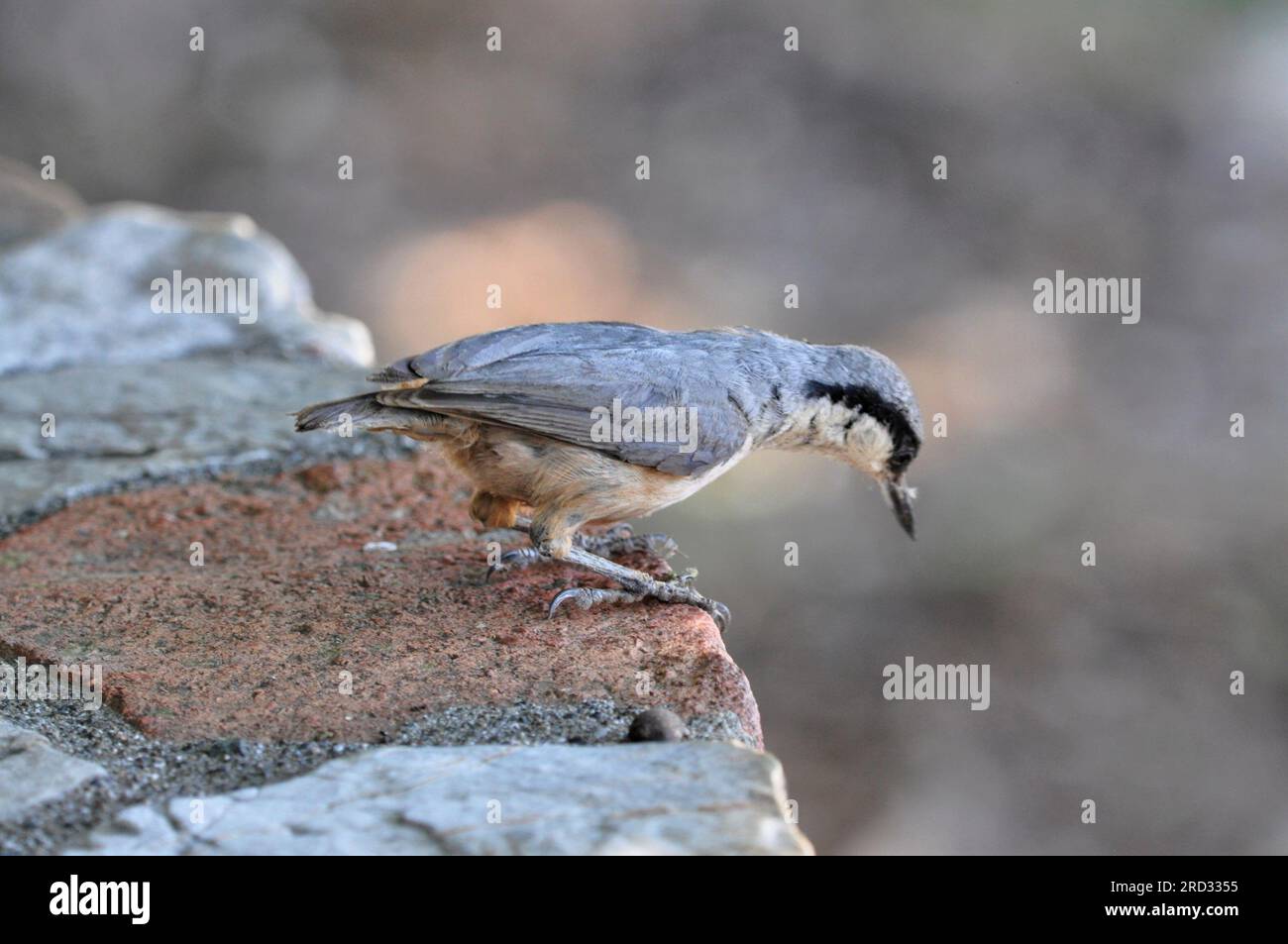 Nuthatch on wall hi-res stock photography and images - Alamy