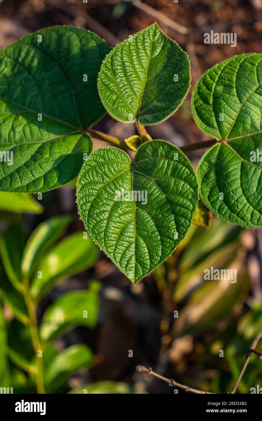 Vibrant close-up showcases the beauty of nature with lush green shrub ...