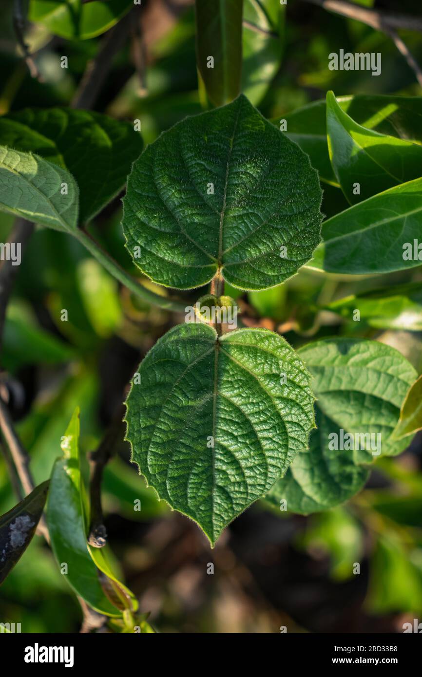 Vibrant close-up showcases the beauty of nature with lush green shrub ...