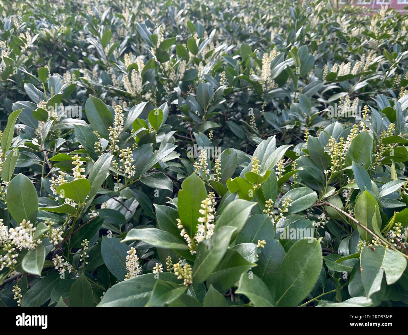Cherry Laurel shrubs with white flowers growing outdoors Stock Photo ...