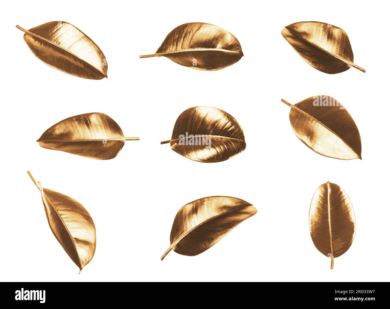 Collage with beautiful gold painted leaves of Ficus Elastica plant on ...