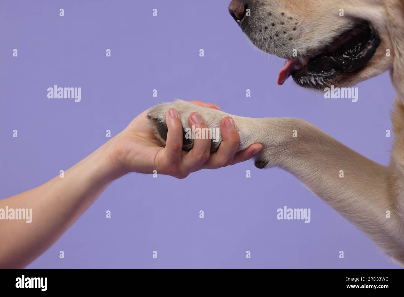 Dog giving paw to man on purple background, closeup Stock Photo - Alamy
