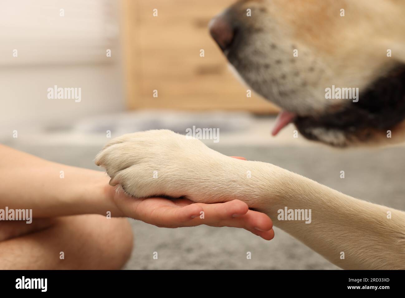 Dog giving paw to man at home, closeup Stock Photo - Alamy