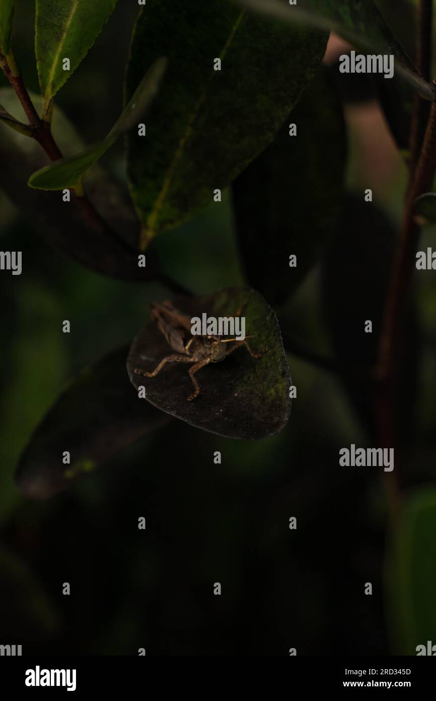 Grasshopper leaf pattern hi-res stock photography and images - Alamy