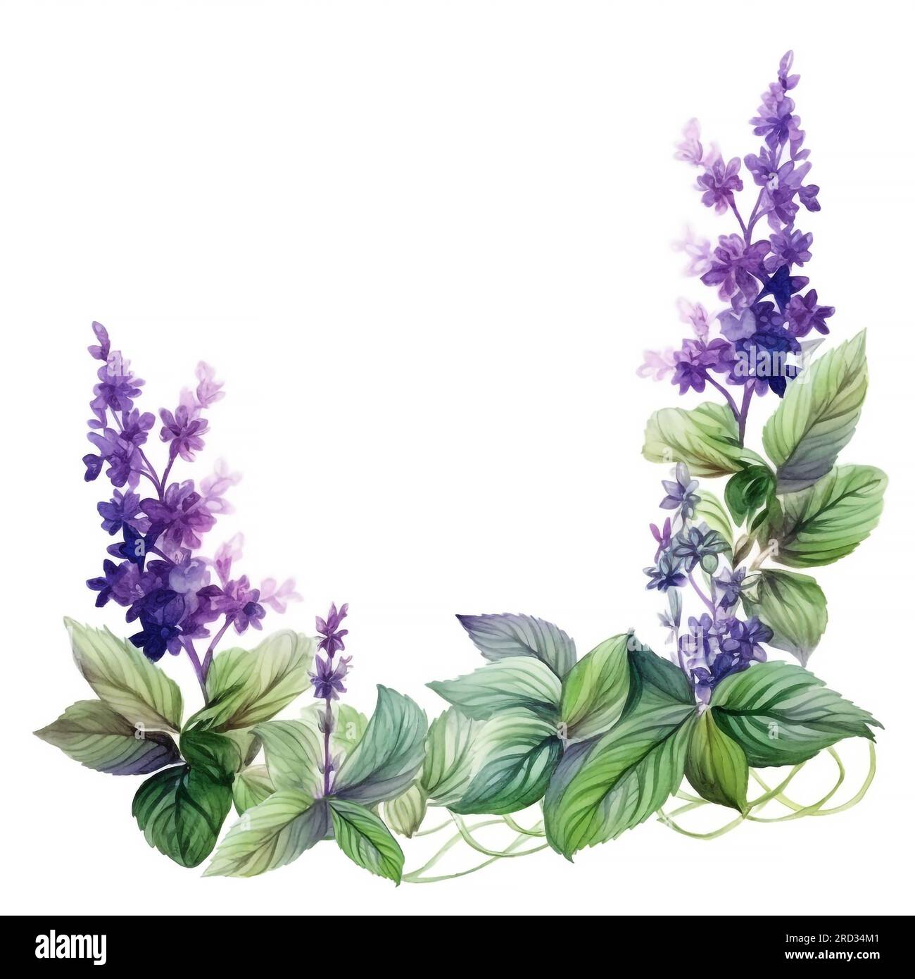 Plant patchouli branch with flowers and leaves. Frame conposition. Hand ...