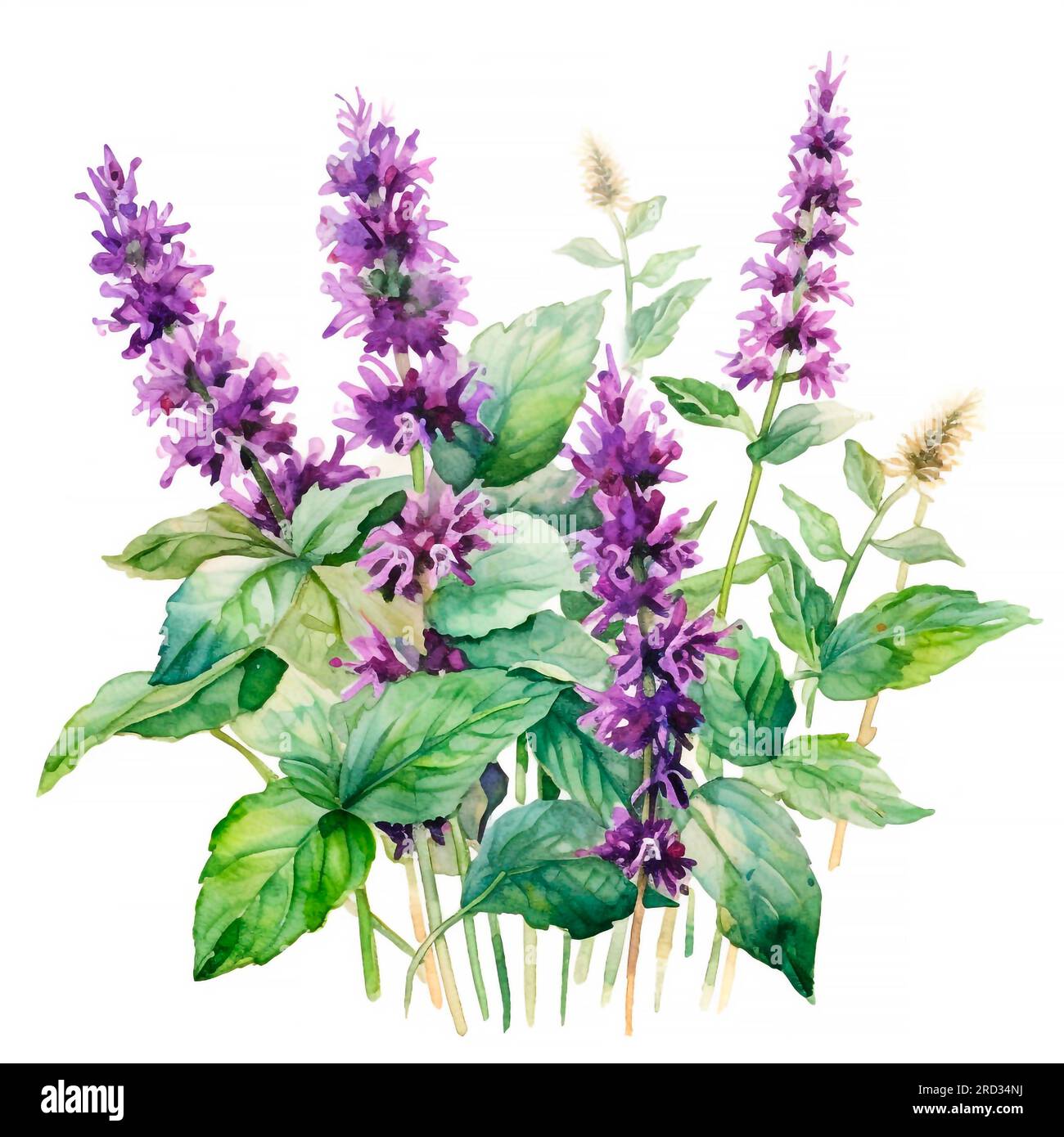 Plant patchouli or Pogostemon cablini branch with flowers and leaves ...