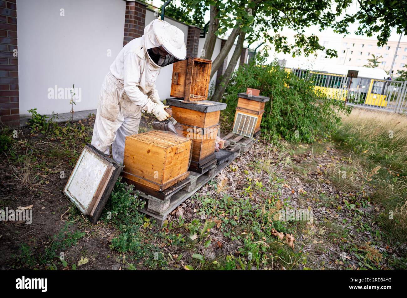 18 July 2023, Berlin: Norman Linke, city beekeeper, lifts a frame with ...