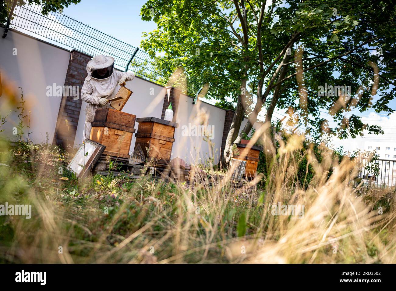 18 July 2023, Berlin: Norman Linke, city beekeeper, lifts a frame with ...