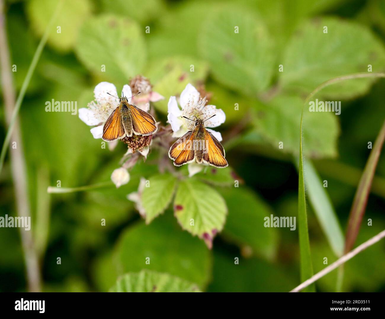 Skipper insect hi-res stock photography and images - Alamy