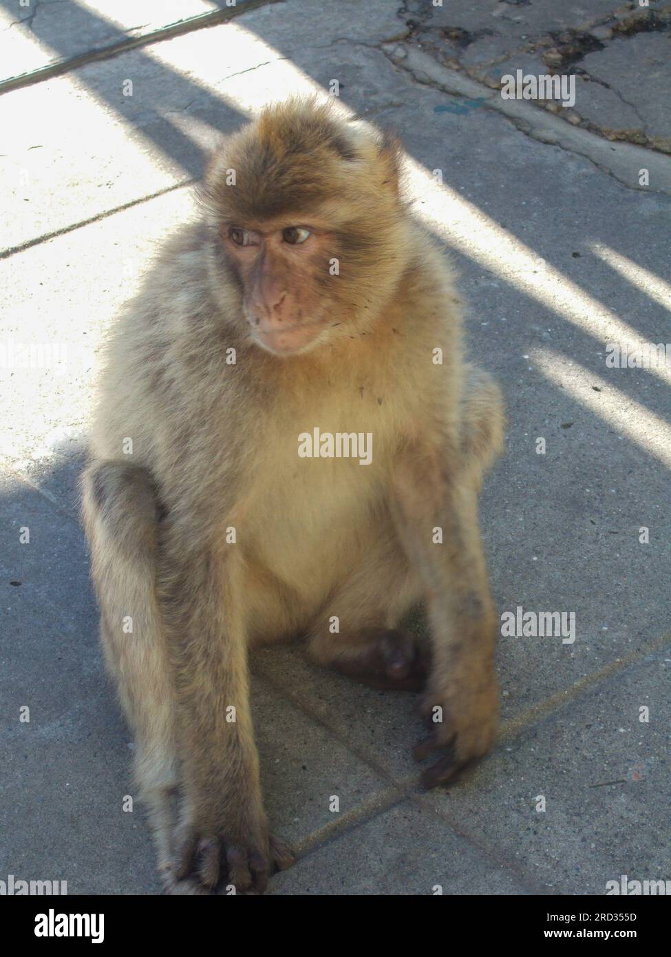 Small Barbary ape on the Rock of Gibraltar, sitting in the shade on the ...