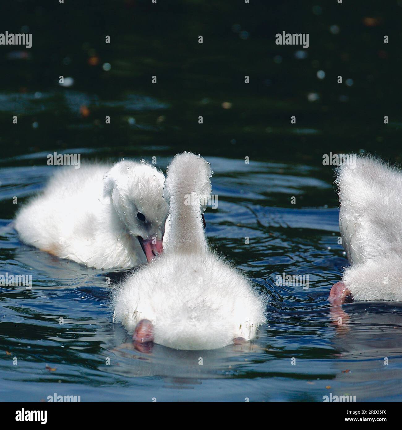 Cygnets in water hi-res stock photography and images - Alamy