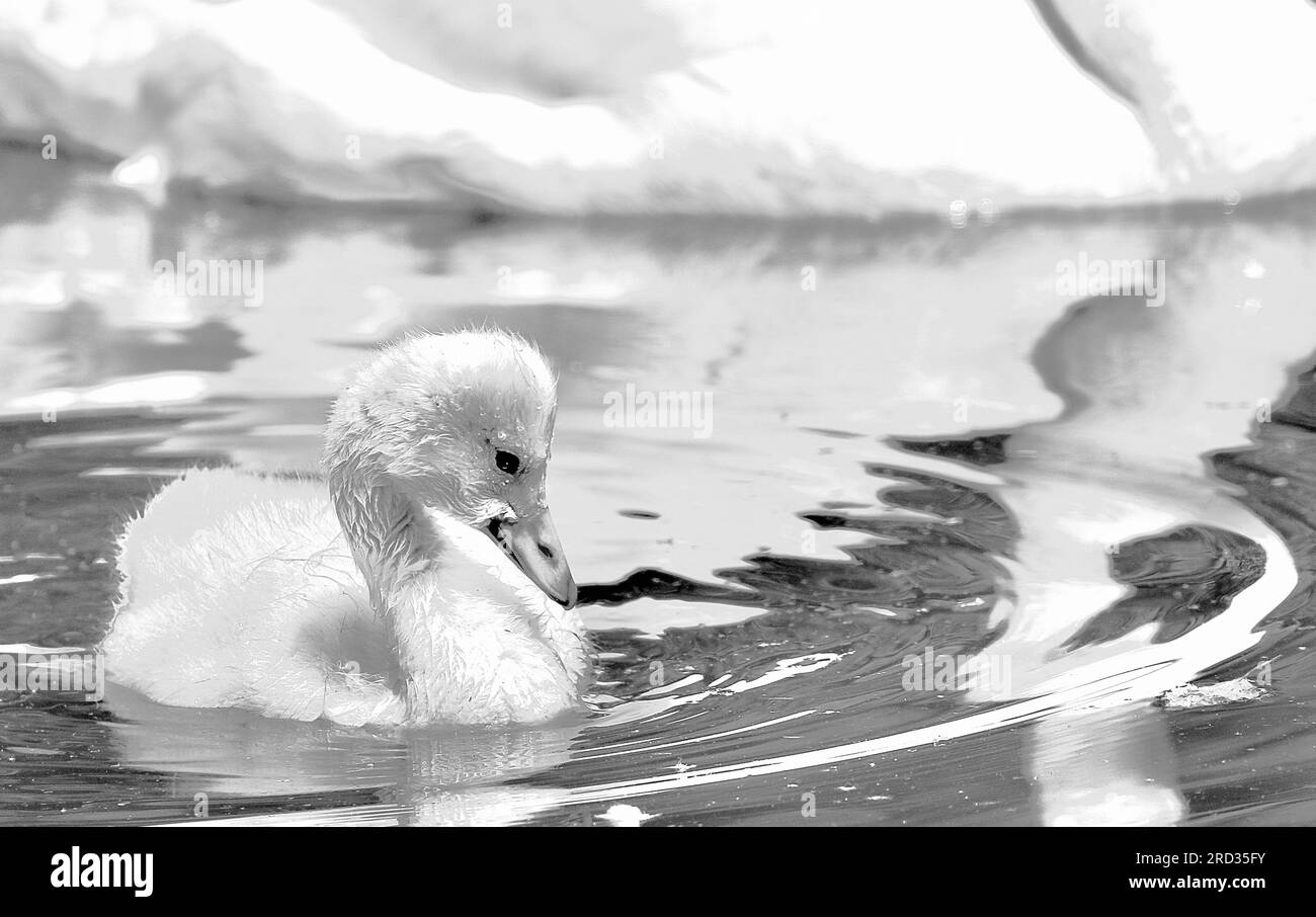 Cygnet animal Black and White Stock Photos & Images - Alamy