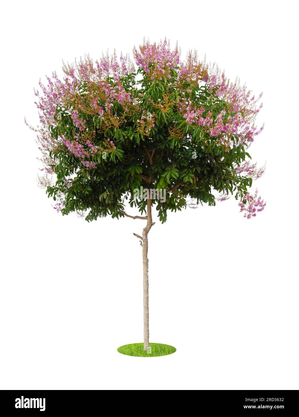 Lagerstroemia floribunda, also known as Thai crape myrtle and kedah ...