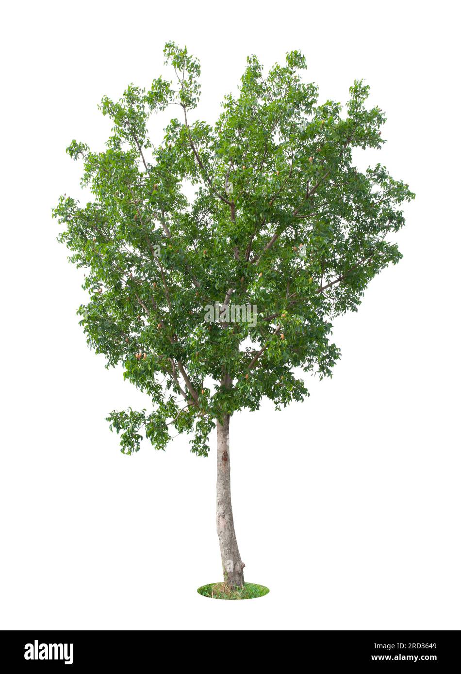 Tree isolated on white background, Save Clipping Path. Tropical tree ...