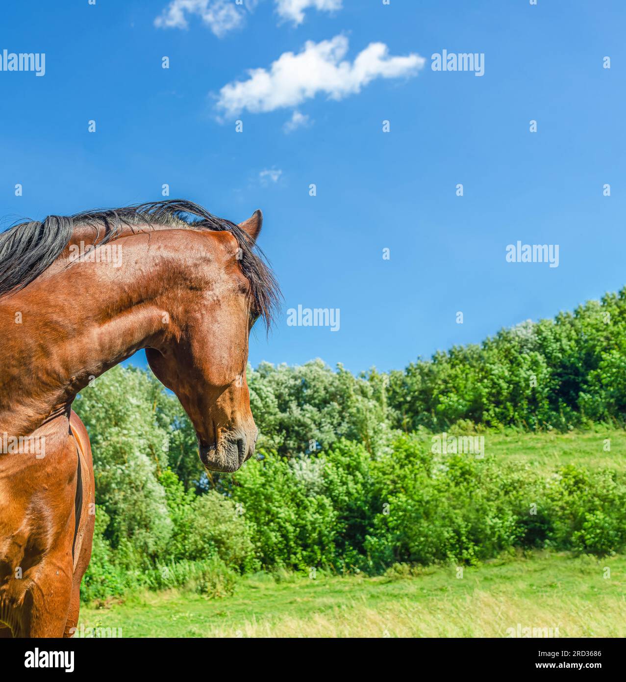 Head sideways hi-res stock photography and images - Alamy