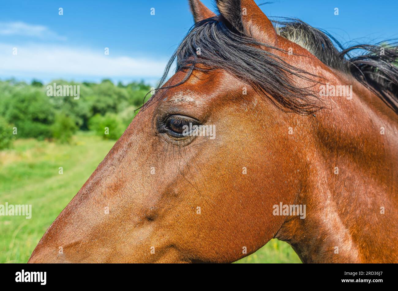 Human eye close up closed eye hi-res stock photography and images - Alamy