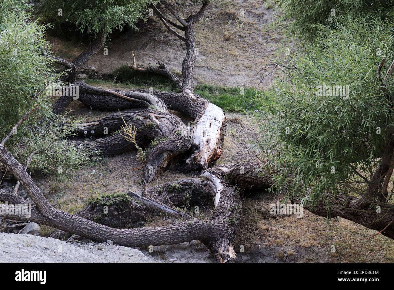 Split willow tree. Nature background Stock Photo - Alamy
