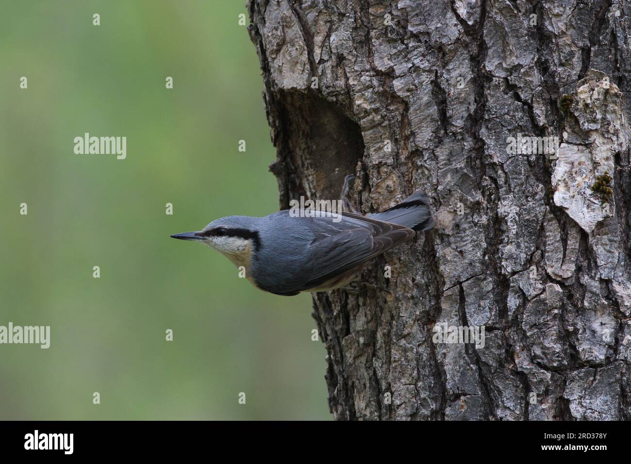 Male Nuthatch By Hole Stock Photo - Alamy