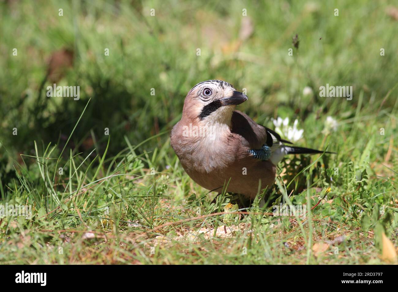 Crow and jay family hi-res stock photography and images - Alamy