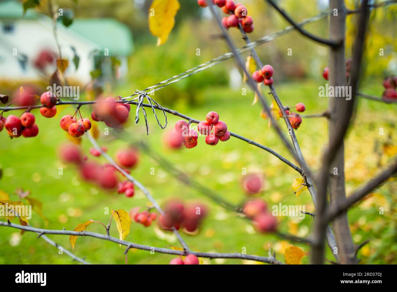 Small red paradise apples on a tree branch on fall day. Autumn fruits ...