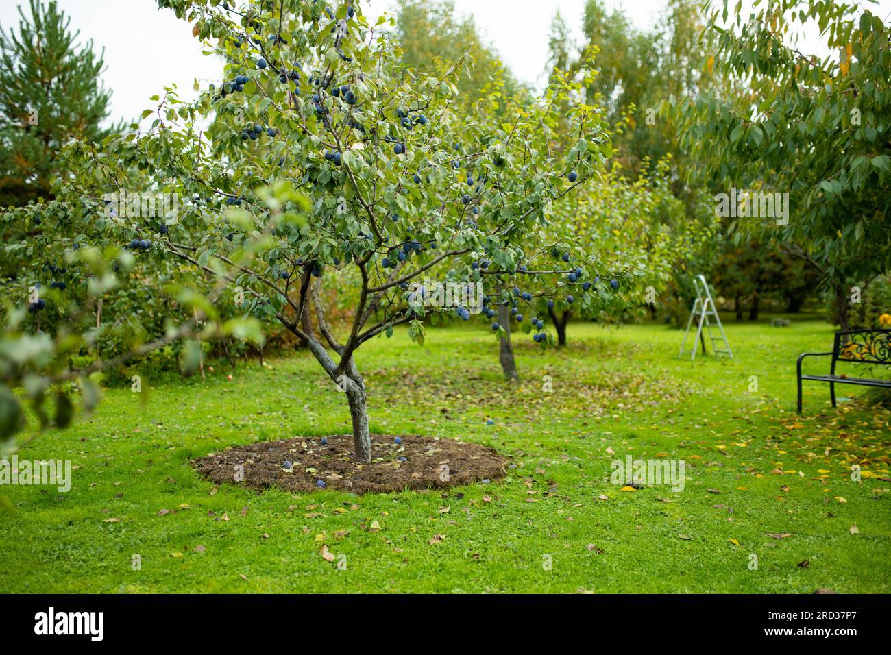 Purple plums on a tree branch in the orchard. Harvesting ripe fruits on ...