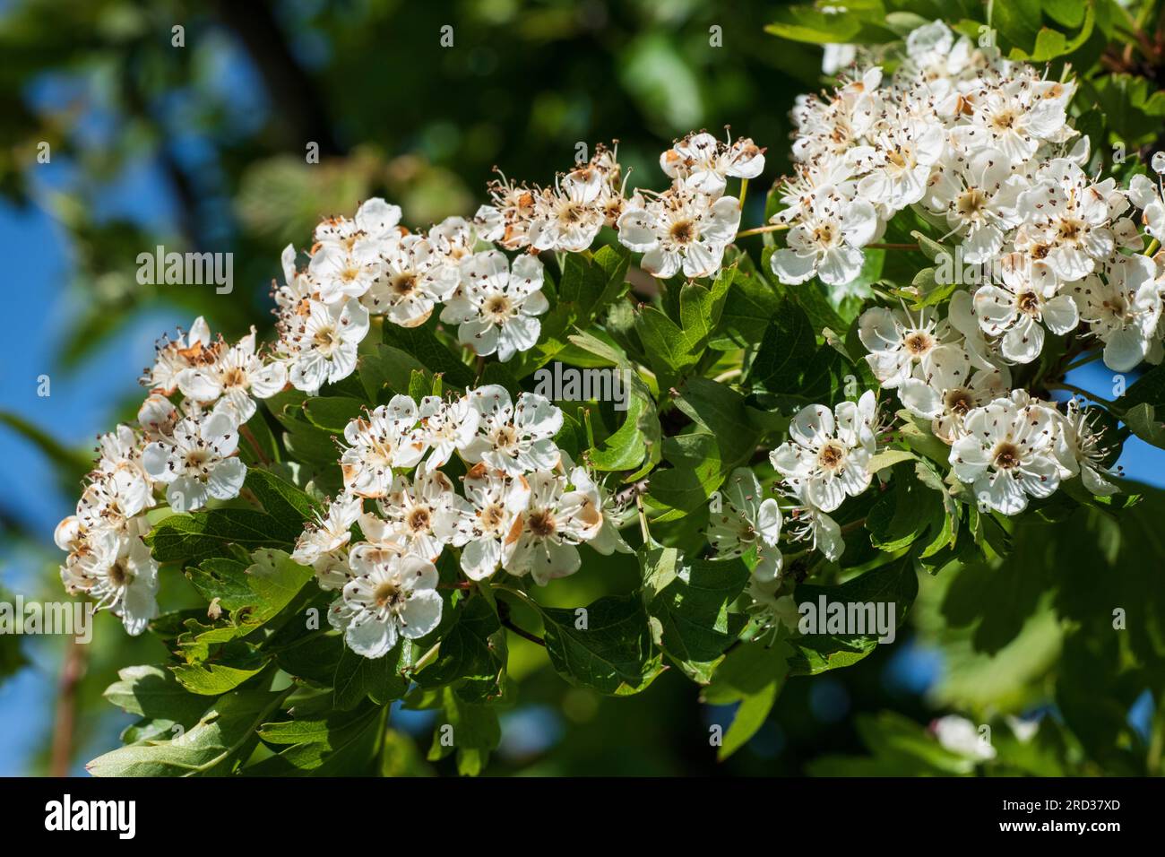 Hawthorn (Crataegeus monogyna). blossom (May blossom Stock Photo - Alamy