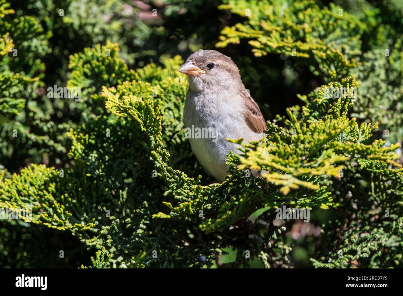 House Sparrow (Passer domesticus), immature female Stock Photo - Alamy