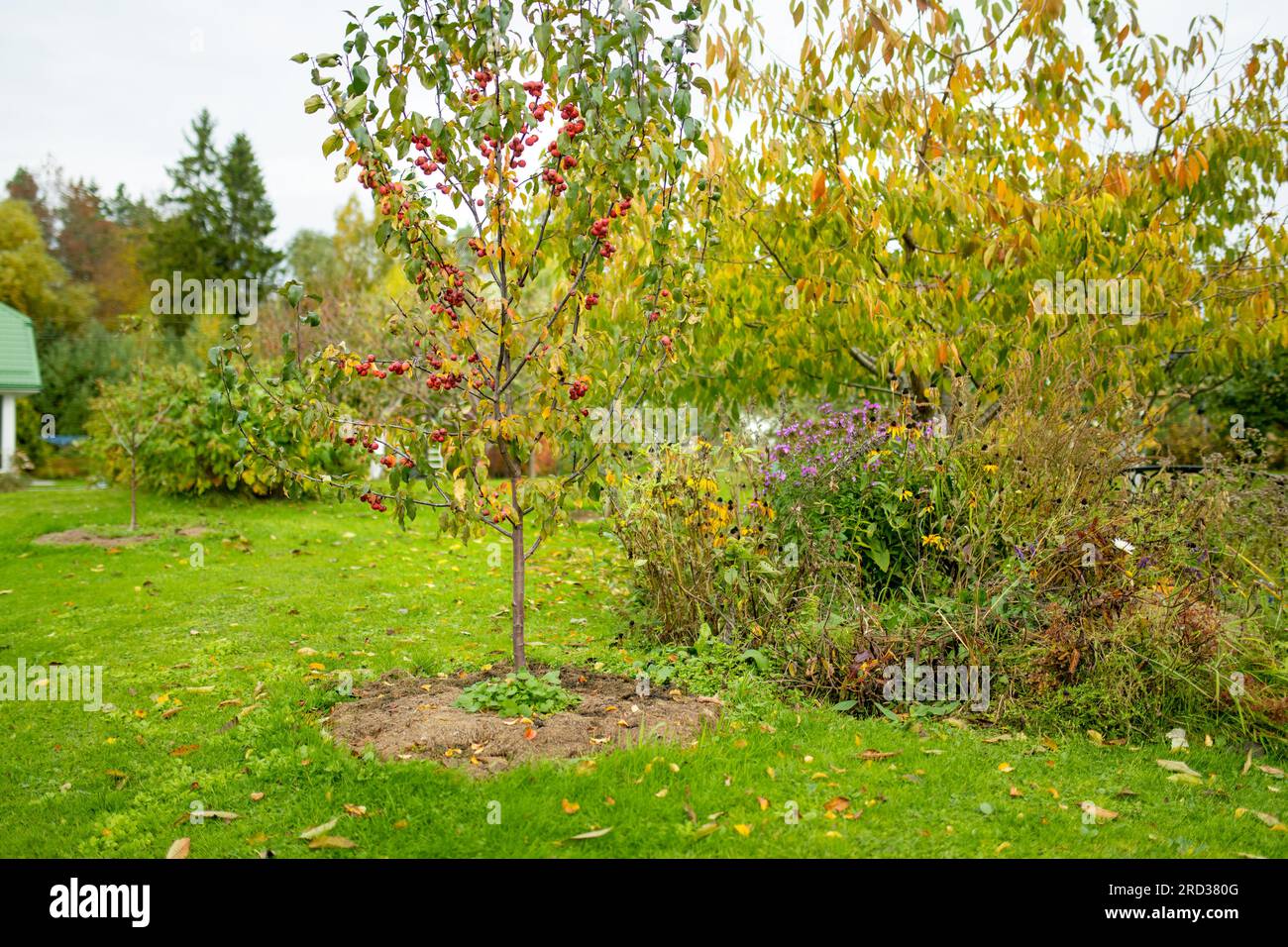 Small red paradise apples on a tree branch on fall day. Autumn fruits ...