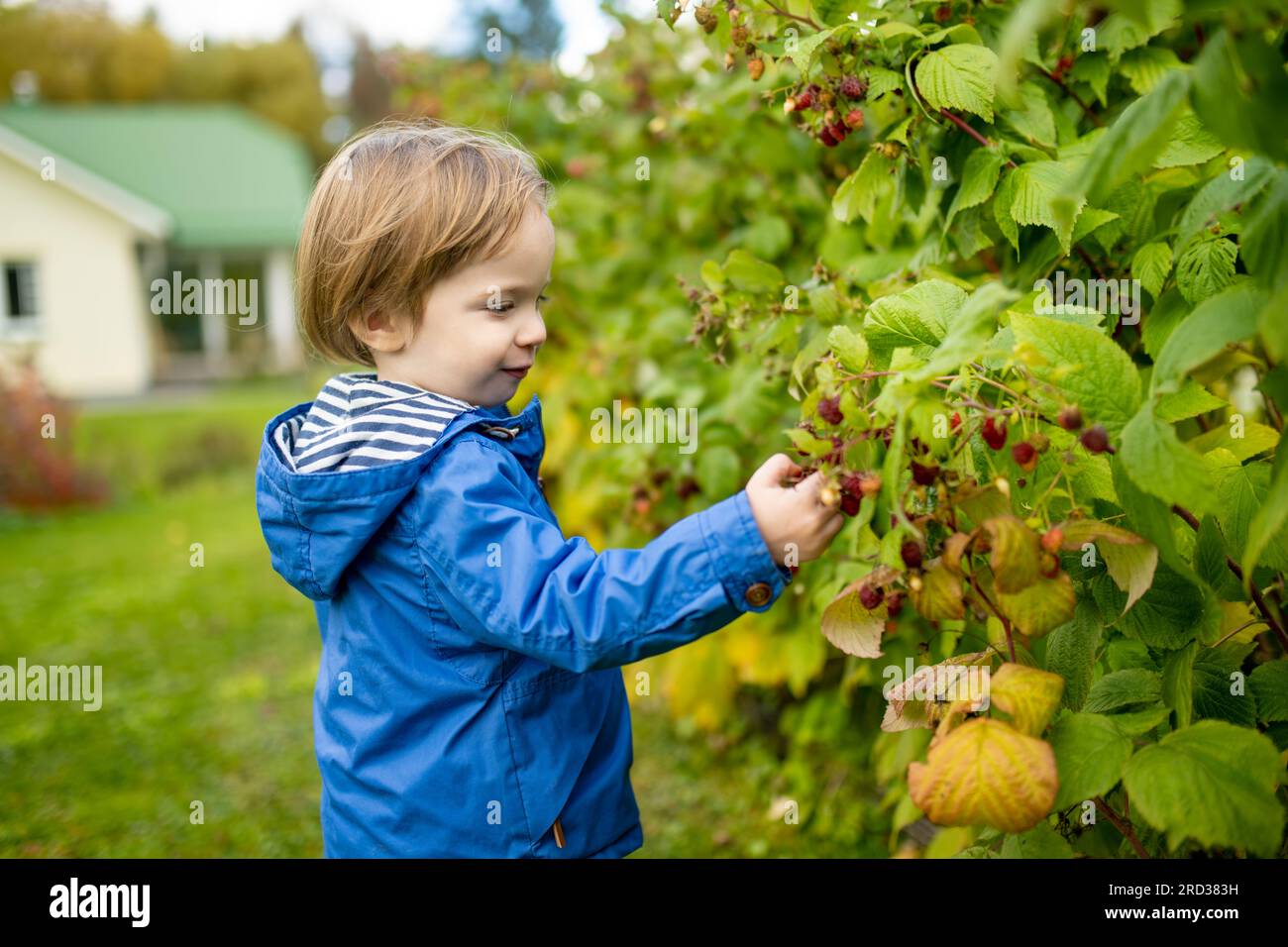 Cute toddler boy picking fresh berries on organic raspberry farm on ...