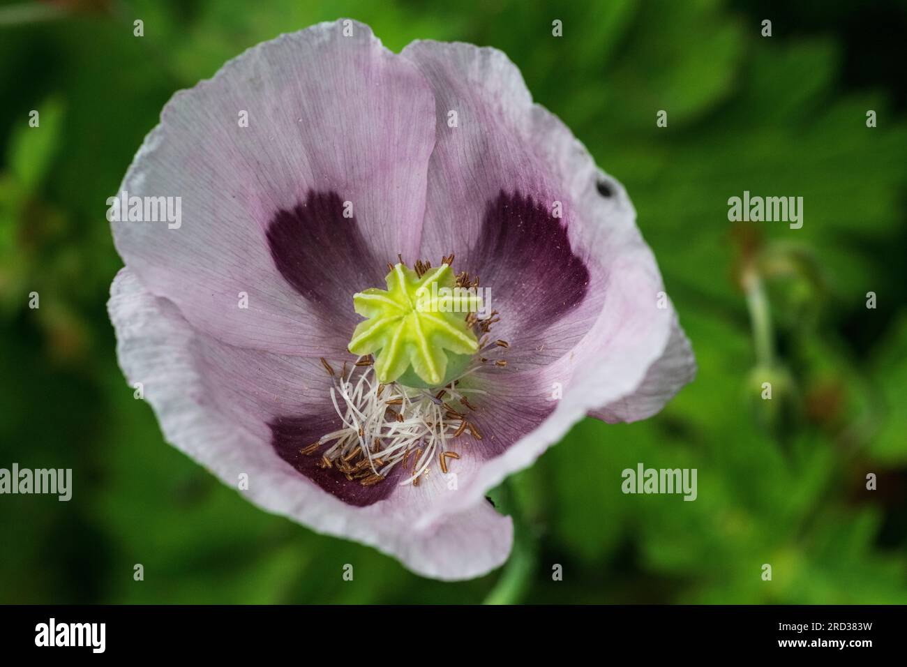 Opium Poppy (Papaver somniferum) aka Papaver hortense Stock Photo - Alamy