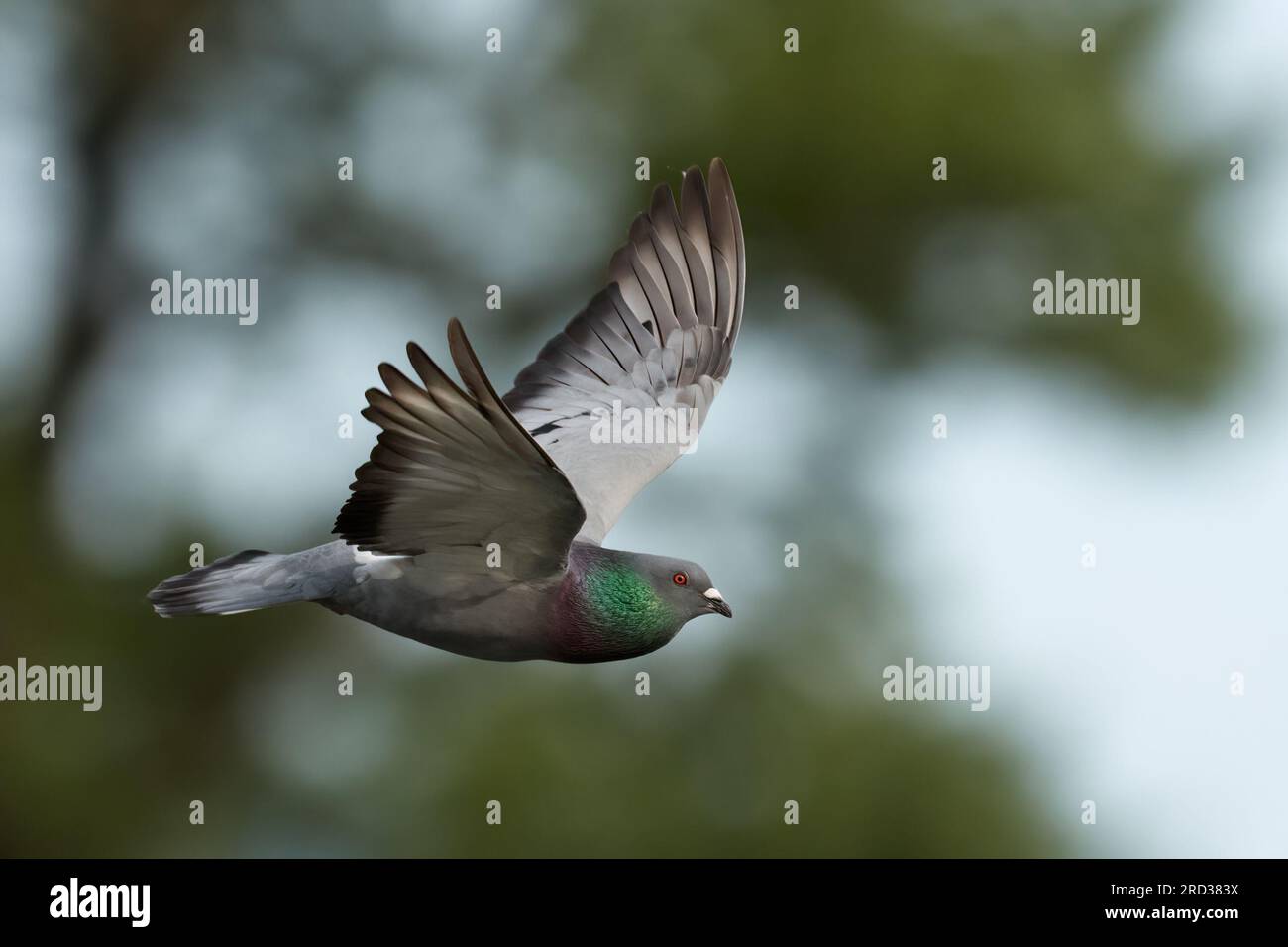 Feral pigeon, Columba livia domestica. in fast flight , flying with ...