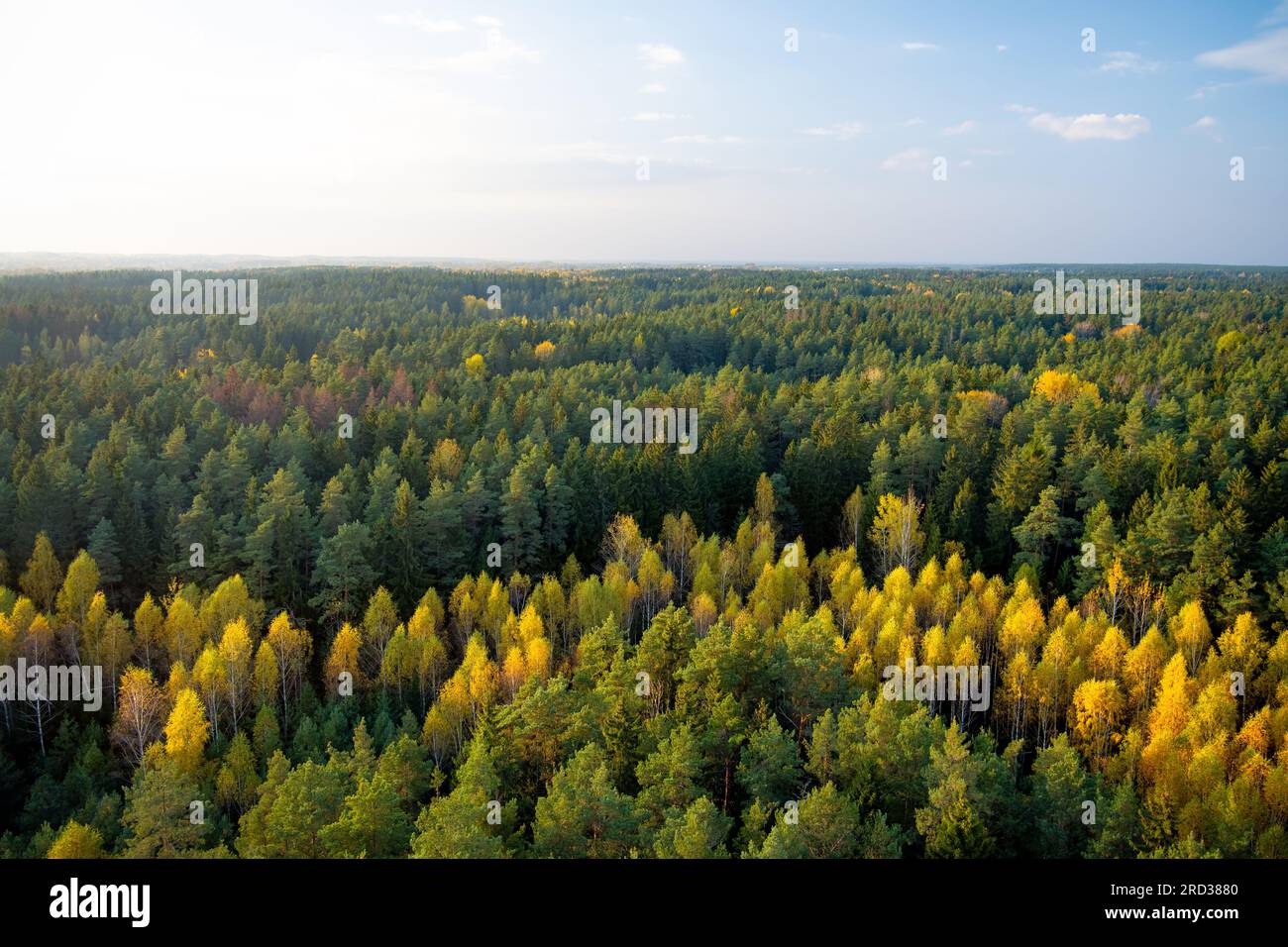 Aerial top down view of autumn forest with green and yellow trees ...