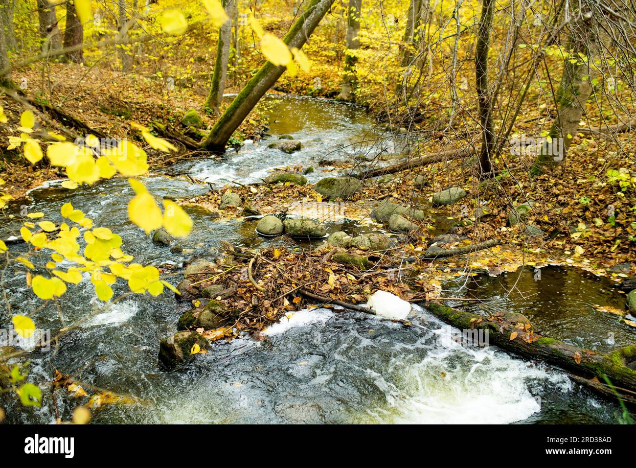 Scenic mountain river in sunny fall forest. Autumn trees with yellow ...