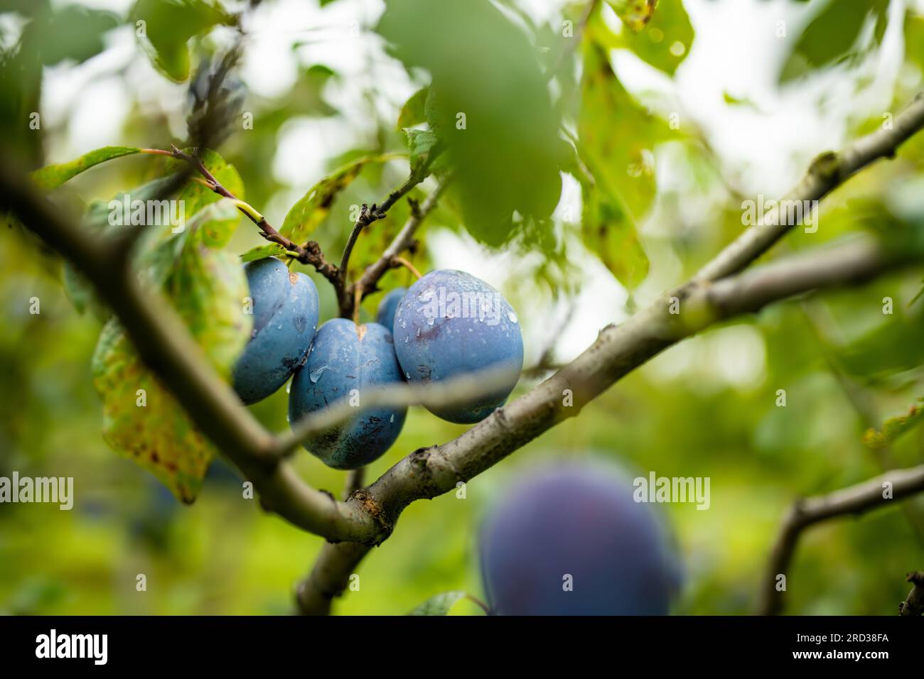 Purple plums on a tree branch in the orchard. Harvesting ripe fruits on ...