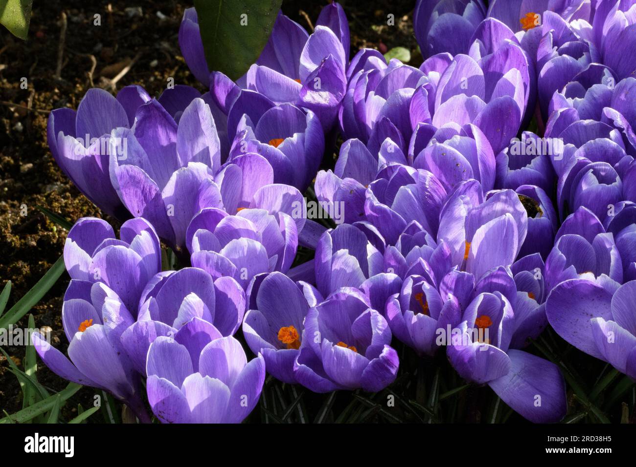 Crocus venus "Rememberance" Dutch Crocus, group Stock Photo - Alamy
