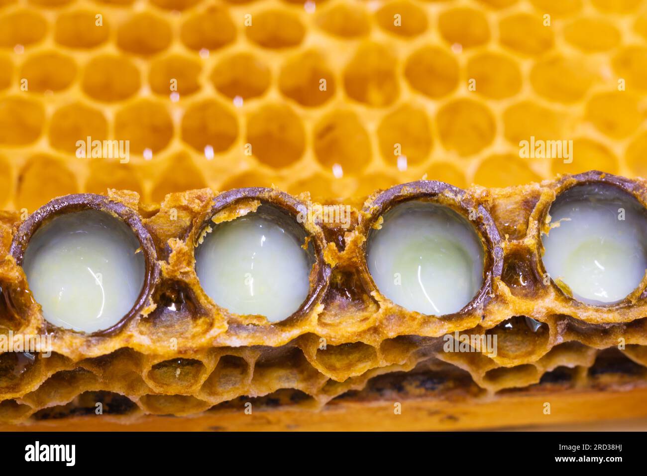 Royal jelly production background photo. Opened queen cells full with ...