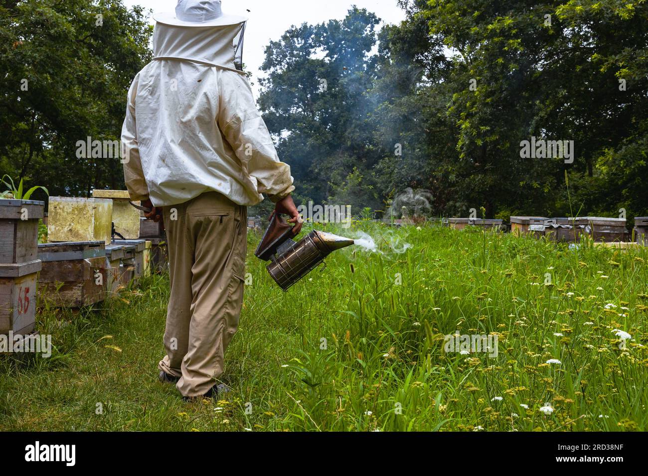 Beekeeper in the apiary in a forest with a bee smoker on the hands ...