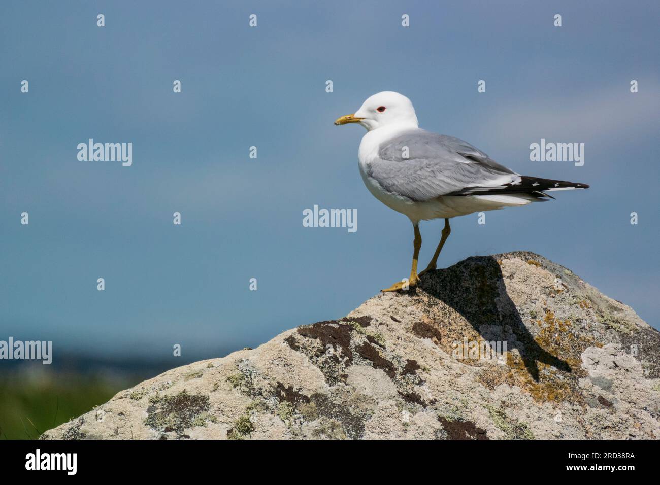 Common Gull (Larus canus), at rest Stock Photo - Alamy