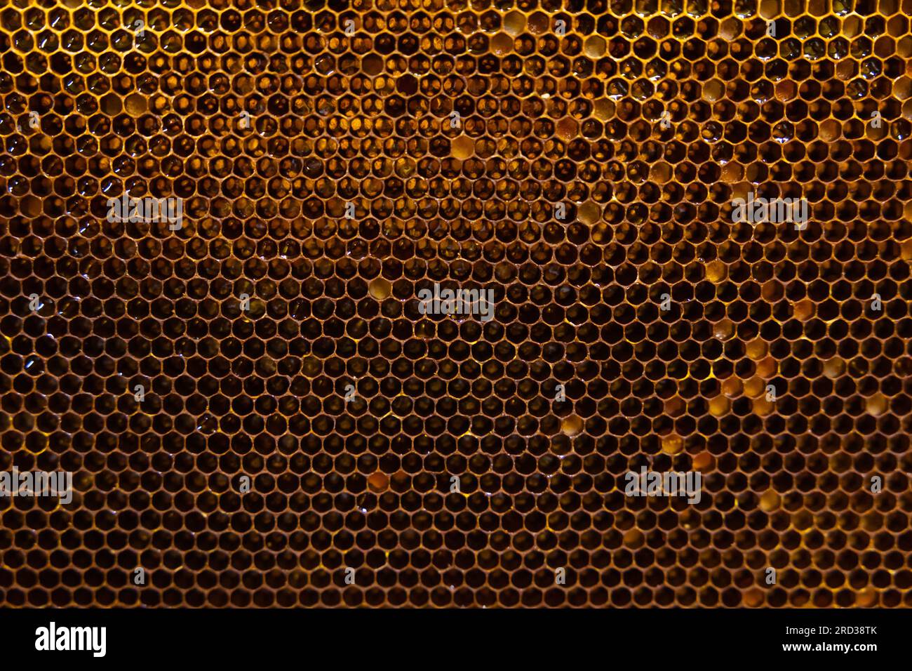 Honeycomb in full frame view. Bee breads inside the cells. Apiculture ...