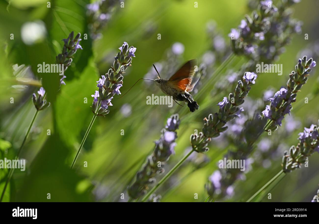 Divided tail hi-res stock photography and images - Alamy