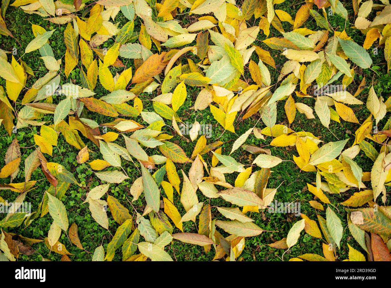 Beautiful fallen cherry tree leaves on green grass on bright autumn day ...