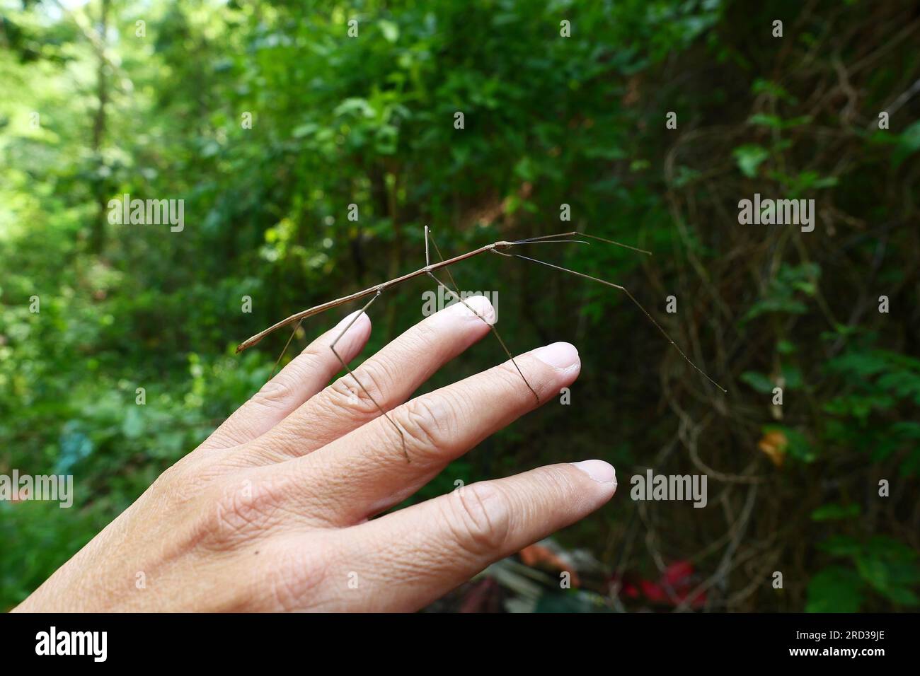 Stink insect hi-res stock photography and images - Alamy